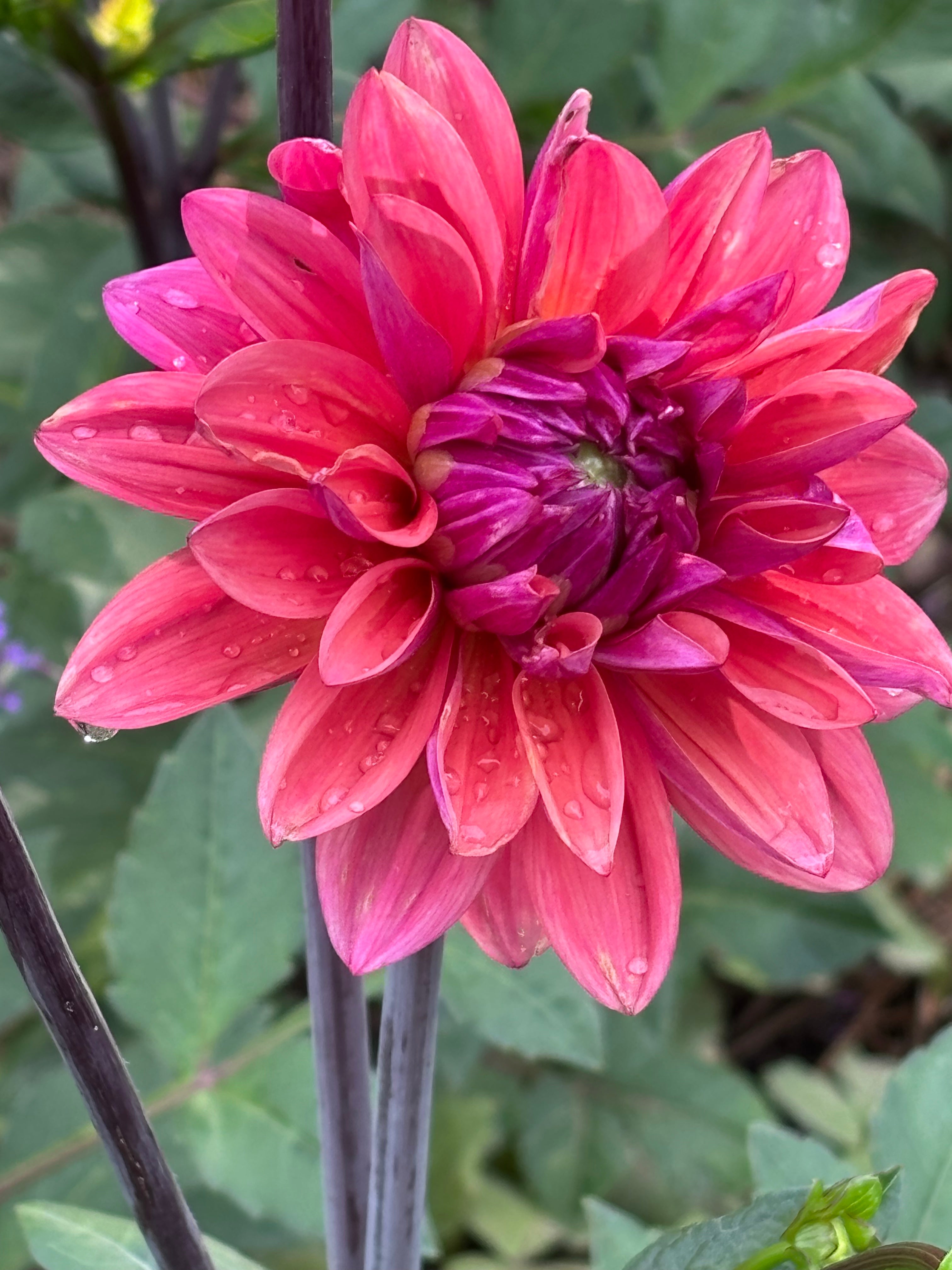 American Dawn | Spring Creek Dahlias