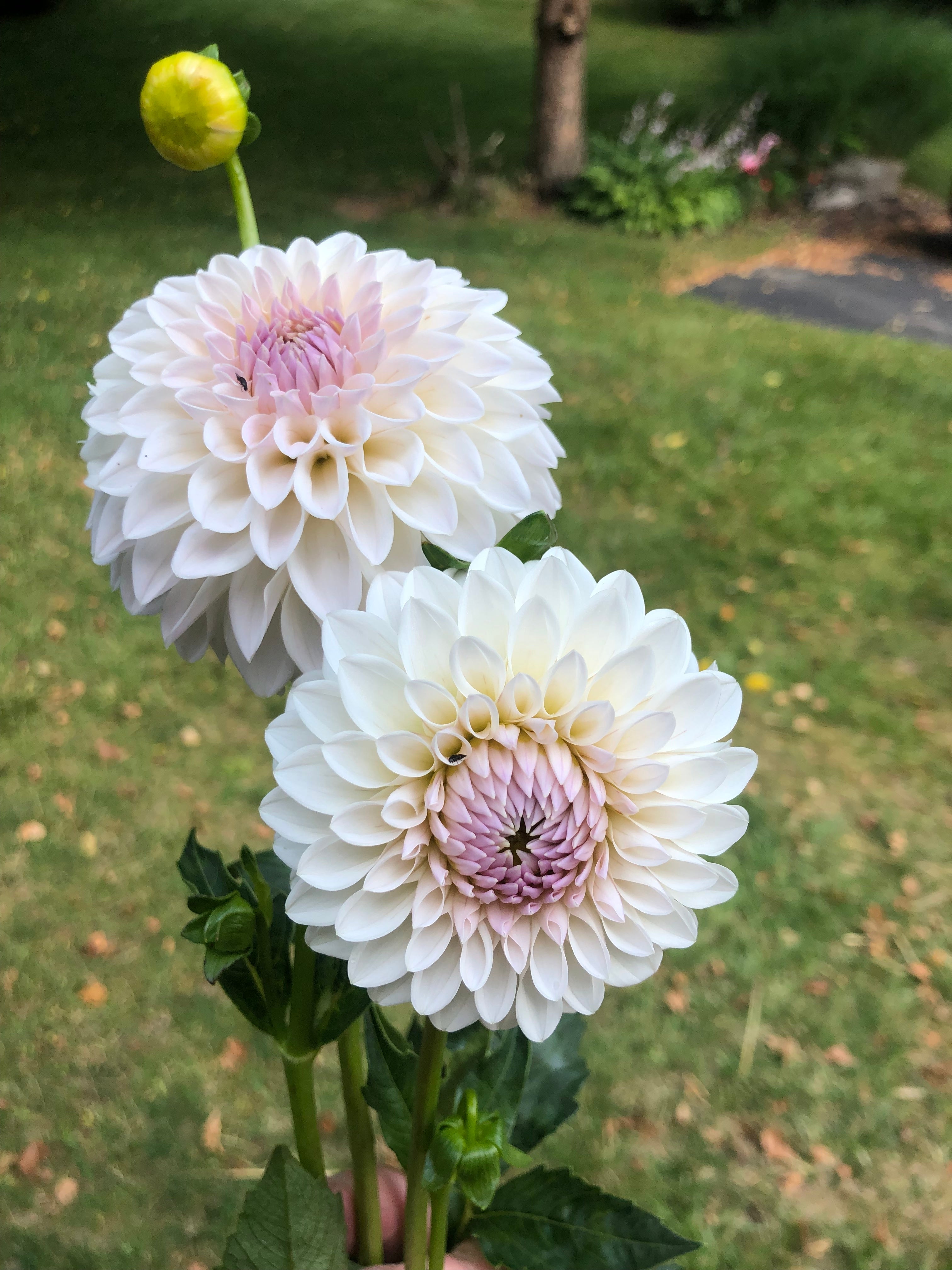 Bloomquist Tory P (limit 2) | Spring Creek Dahlias