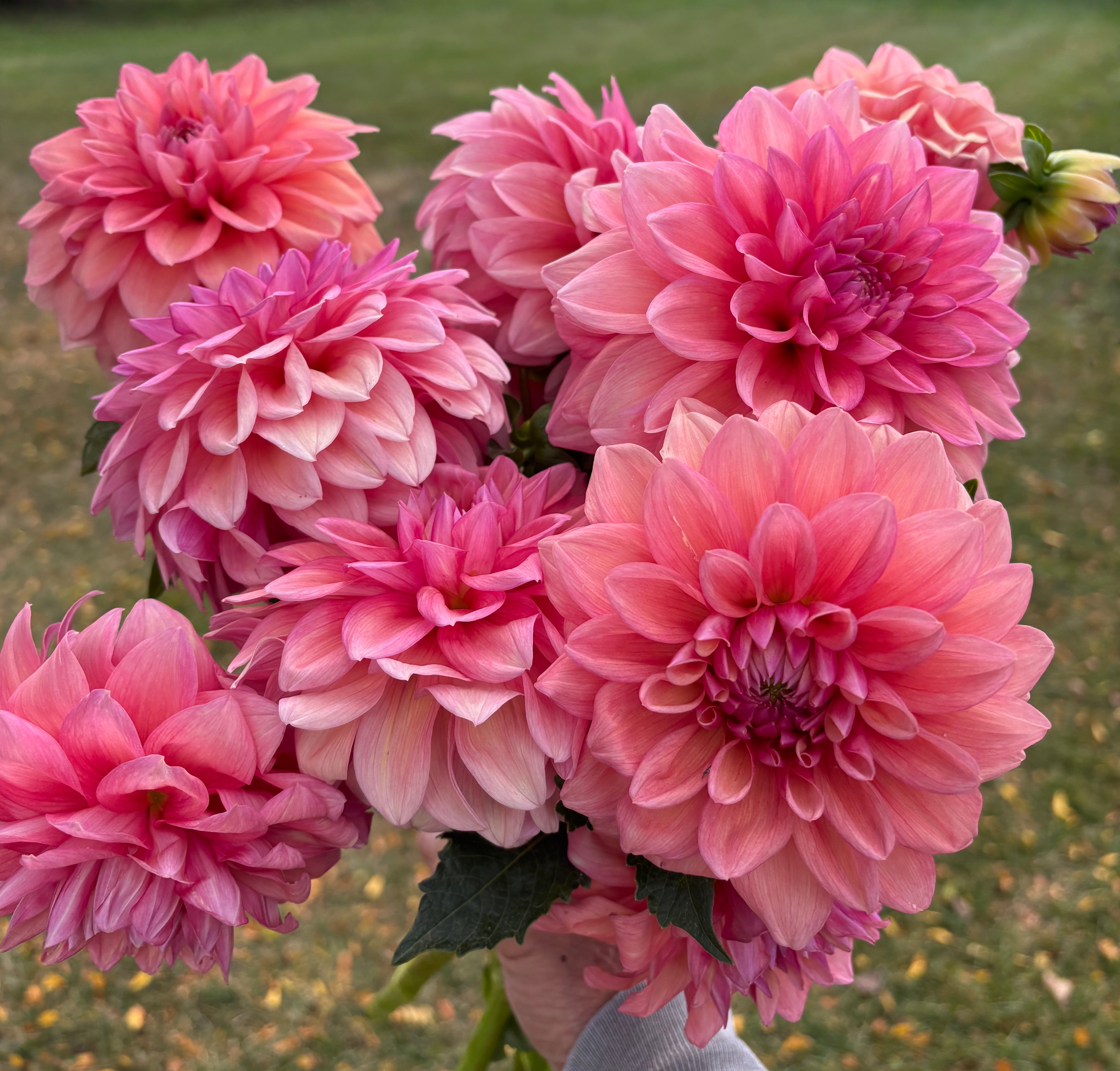 Scaur Swinton | Spring Creek Dahlias