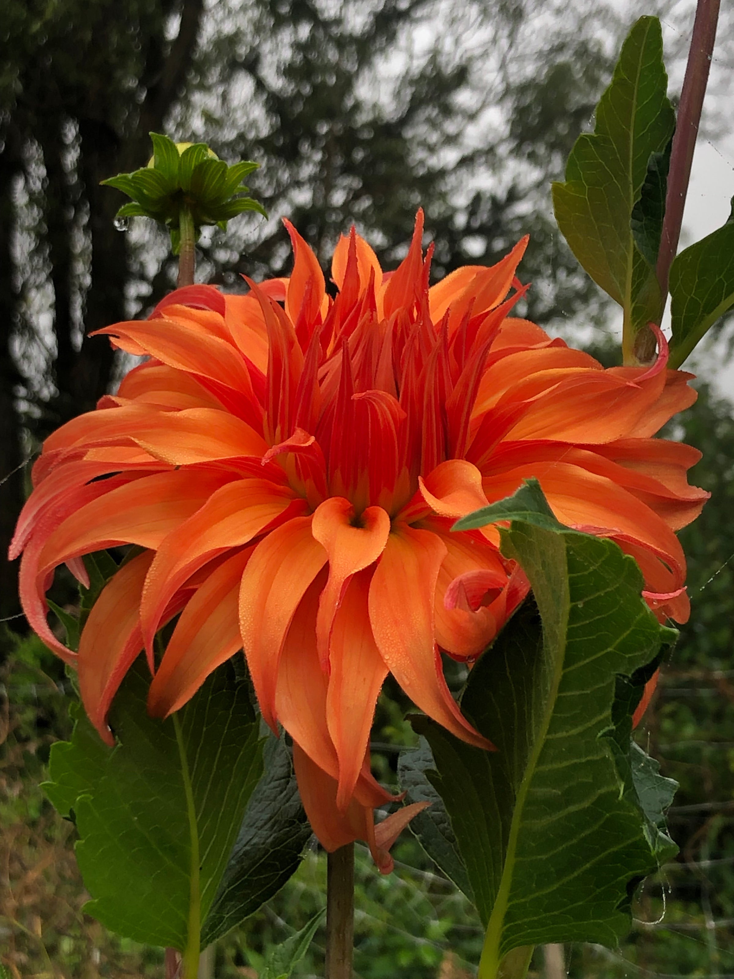 Bloomquist Jean | Spring Creek Dahlias