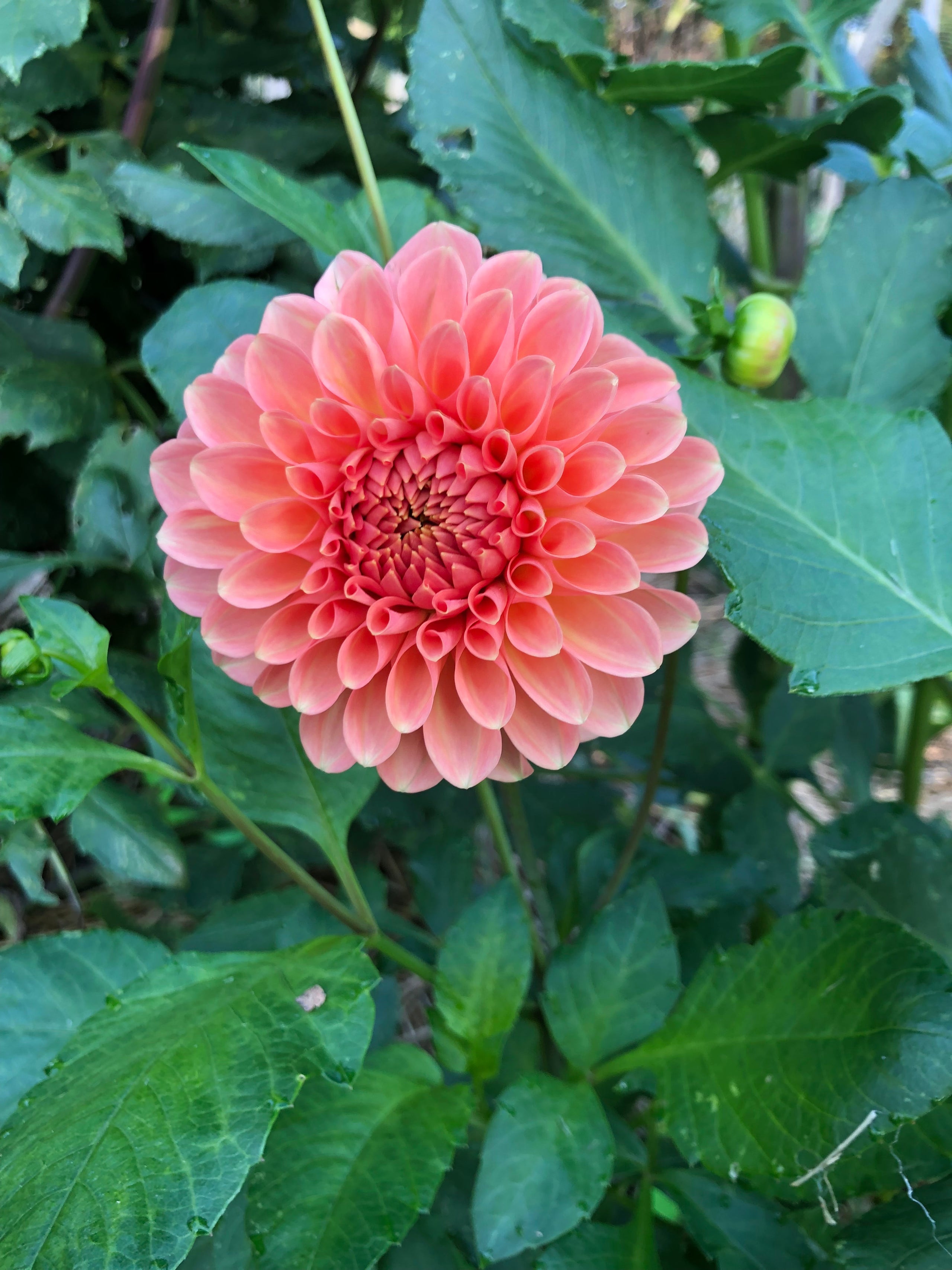 Rose Toscano | Spring Creek Dahlias