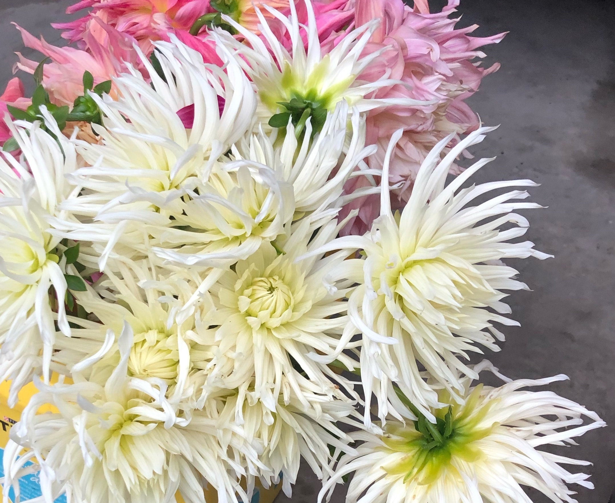 Snoho Storm | Spring Creek Dahlias