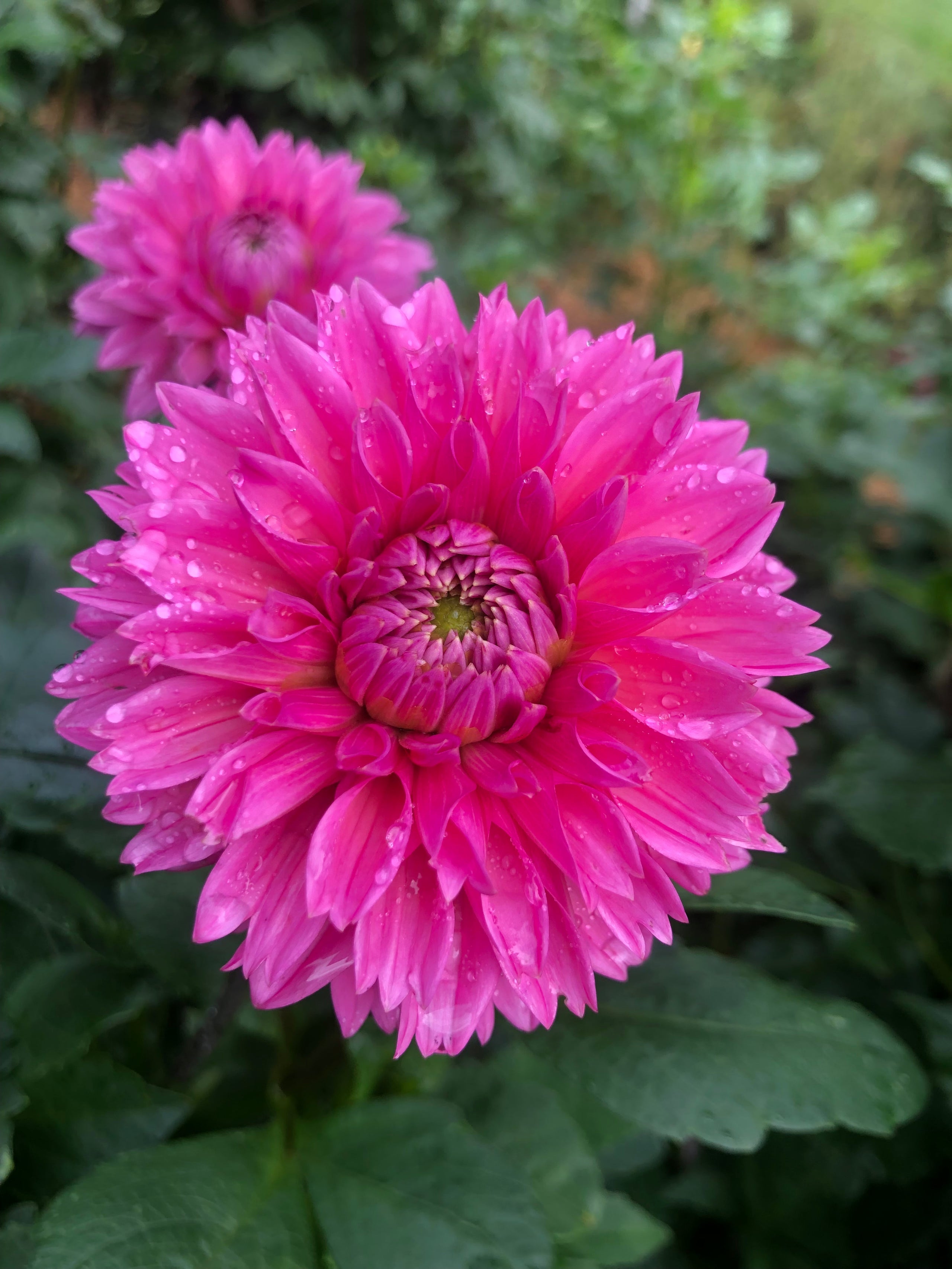 Pink Sylvia | Spring Creek Dahlias