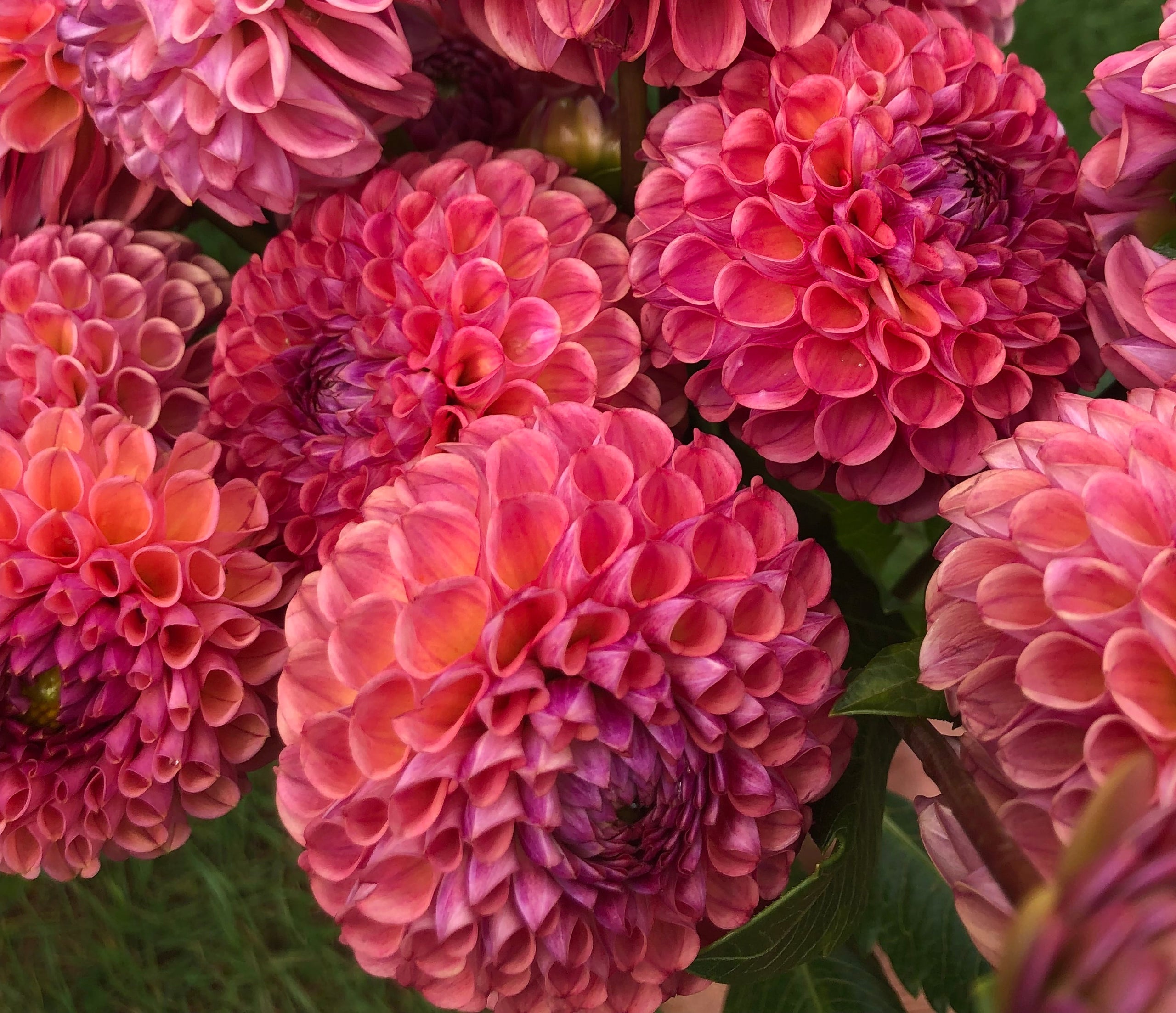 Snoho JoJo | Spring Creek Dahlias