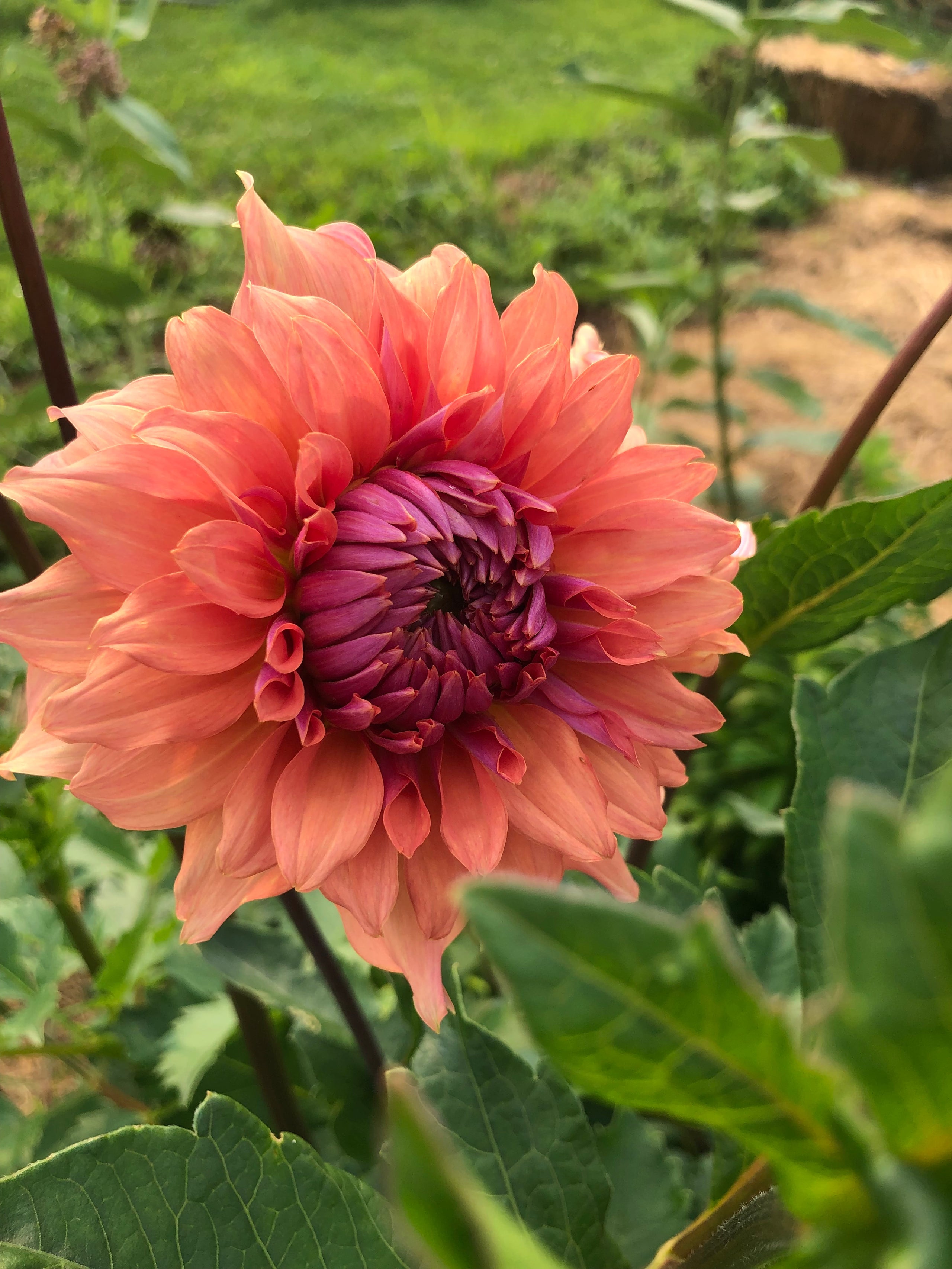 Peanut Brittle Spring Creek Dahlias peanut-brittle-spring-creek-dahlias